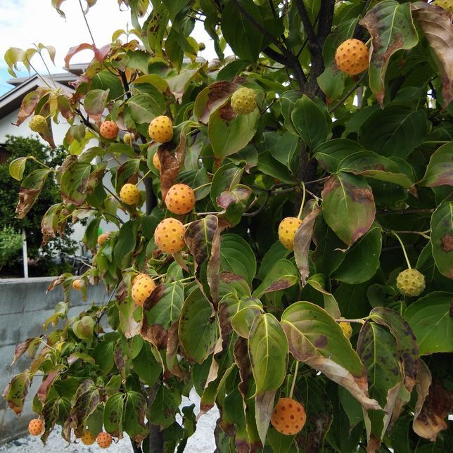 歯医者へ & ヒバの実 & 散歩道で白マンマ・萩 & ダディのG県大会: 山形ママンの日常