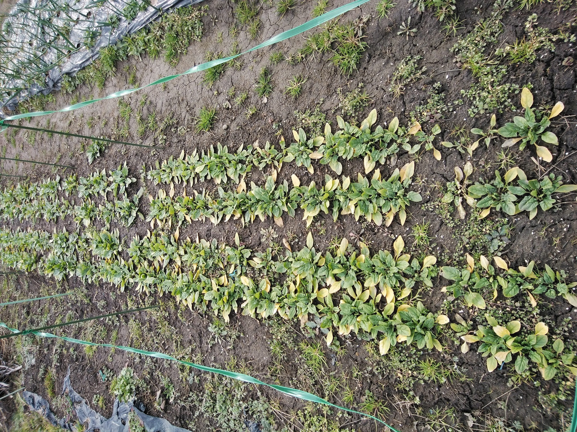 ひな祭り & 農楽園の 星のひとみ & あさつきとタマネギ : 山形ママンの日常