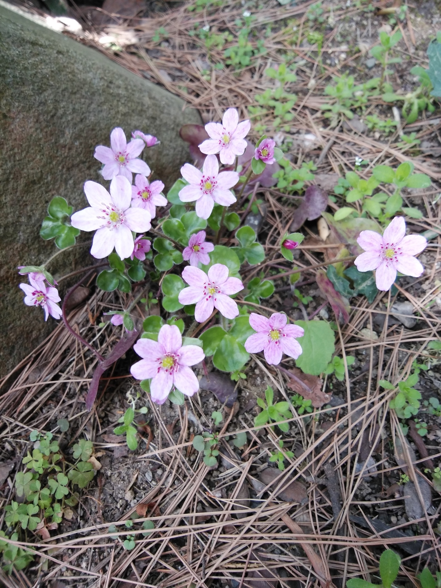 庭の花たち ユキヤナギ・八重椿・ミスミソウ・レンギョウ & クリスマスローズを買ってきました: 山形ママンの日常