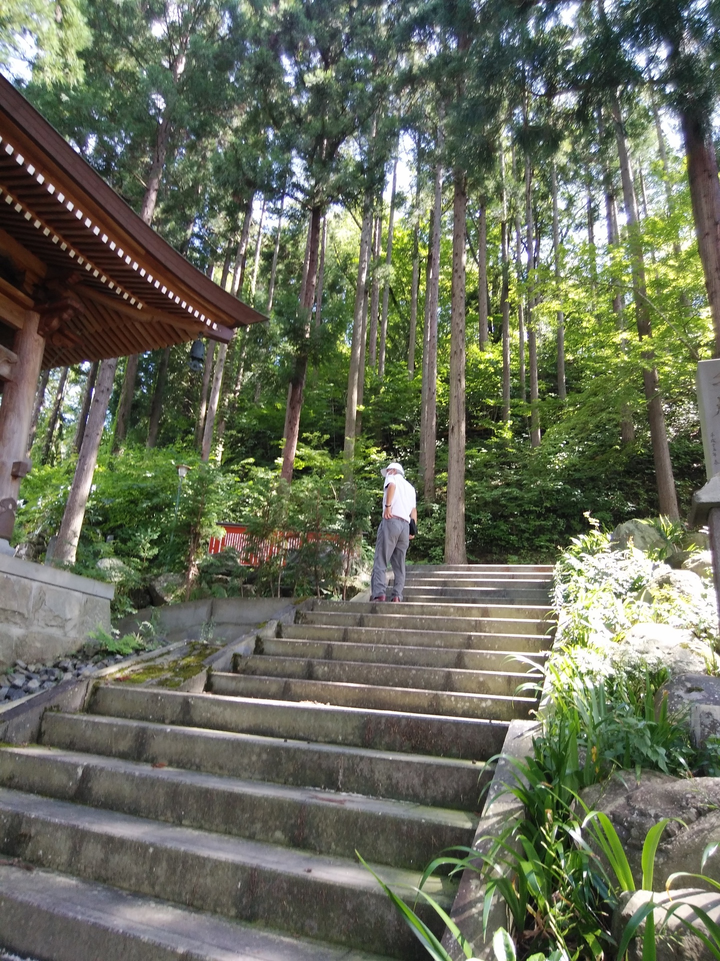 庭の木の選定 ＆ 福島JRA ＆ お寺様へ ＆ 農楽園の収穫 しなべきゅうり・キュウリもみ: 山形ママンの日常